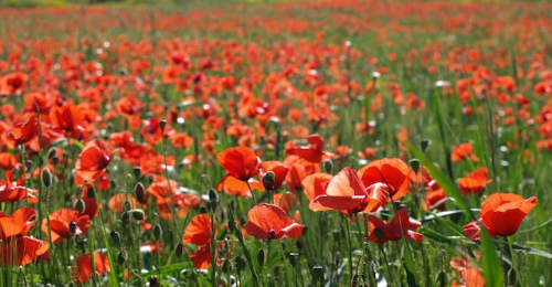 National Poppy Day
