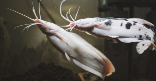 National Catfish Day
