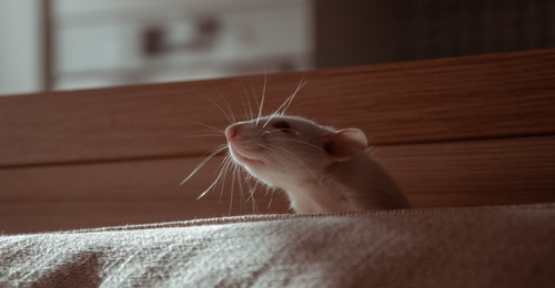 National Rat Catchers Day
