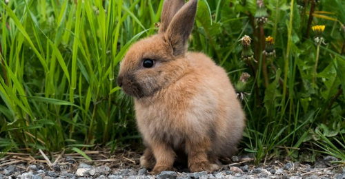 International Rabbit Day